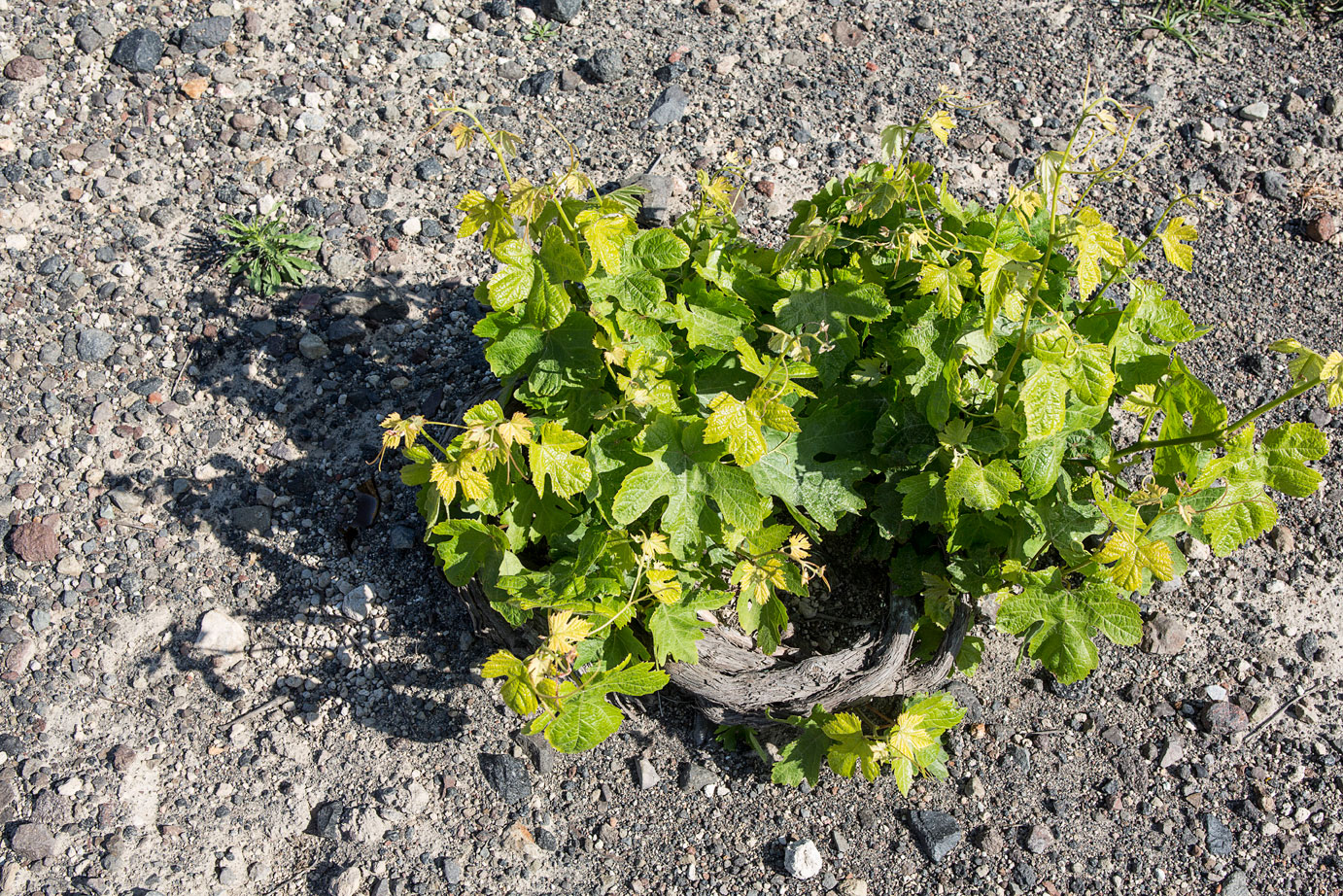 All About grape harvest in Santorini! | Aressana Hotel